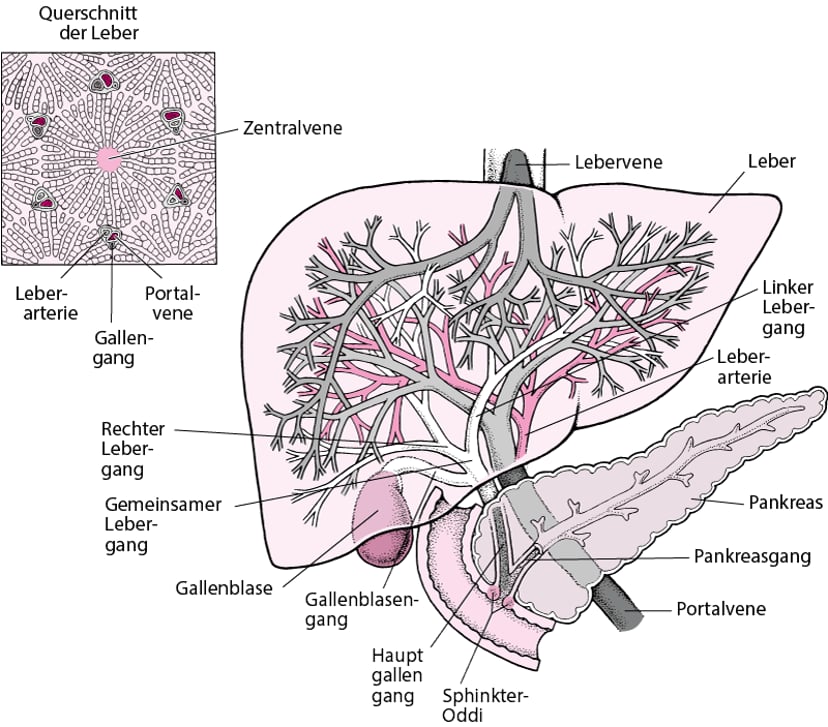 Cholestase - Leber- und Gallenstörungen - MSD Manual Ausgabe für Patienten