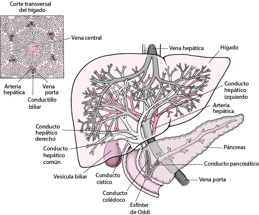 Varices esofágicas - Trastornos gastrointestinales - Manual MSD versión ...