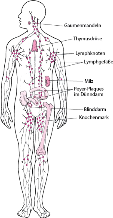 Kurzinformationen:Überblick über das Lymphsystem - MSD Manual Ausgabe ...