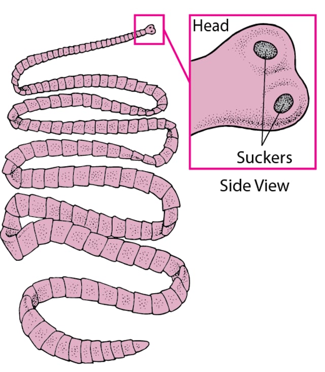 Image:A Beef Tapeworm-MSD Manual Consumer Version