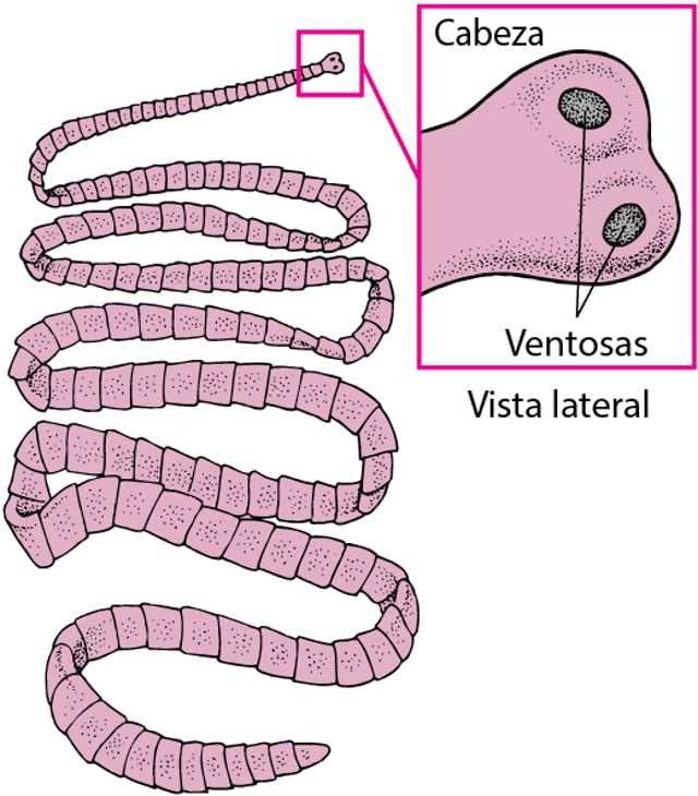 Infección por tenia - Infecciones - Manual MSD versión para público general