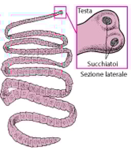 Infezione da tenia - Infezione da tenia - Manuale MSD, versione per i ...