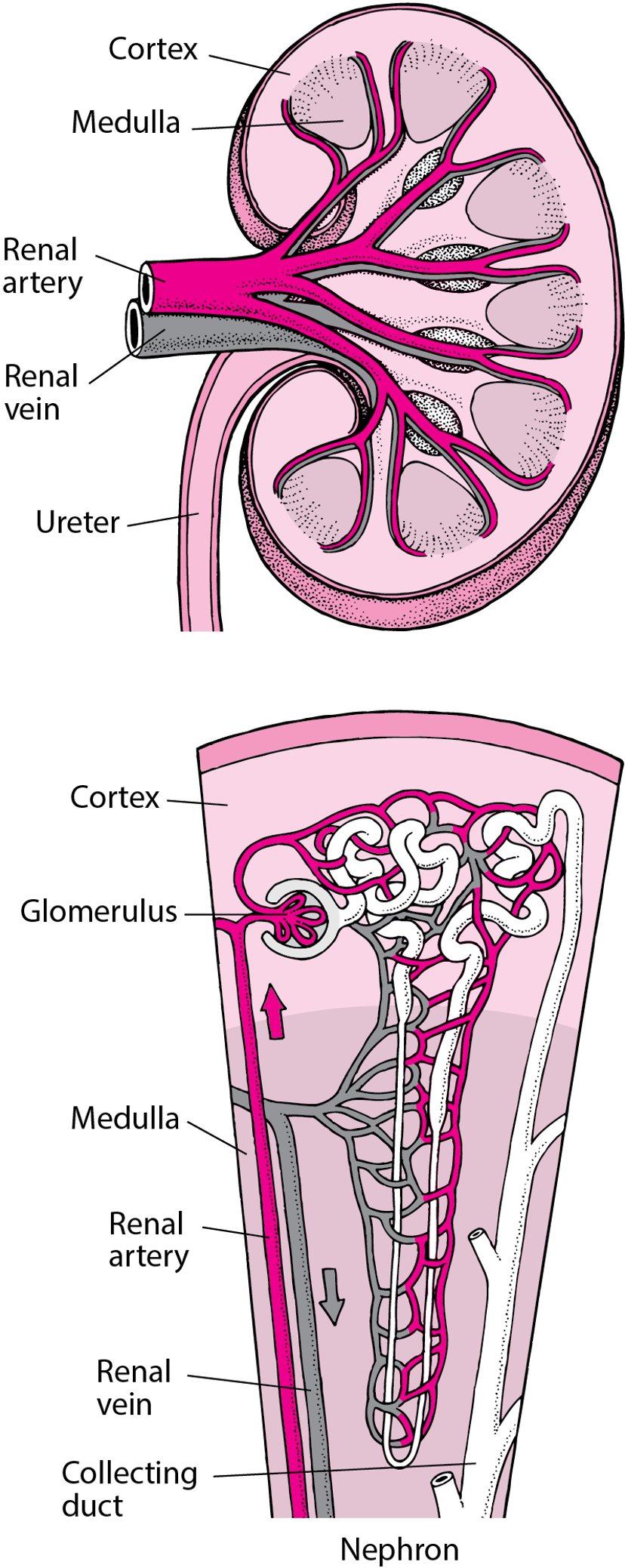 Overview of Blood Vessel Disorders of the Kidneys - Kidney and Urinary ...