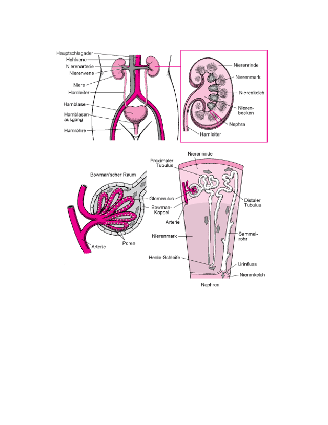 Einführung – Erkrankungen der Nierentubuli - Nieren- und ...