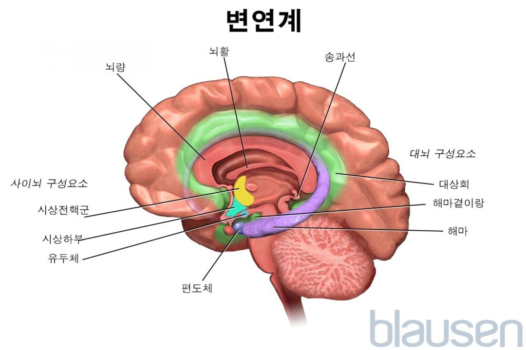 뇌 - 뇌, 척수, 신경 장애 - MSD 매뉴얼 - 일반인용