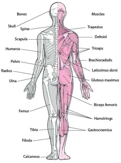 Muscles Bone Joint And Muscle Disorders Merck Manual Consumer Version