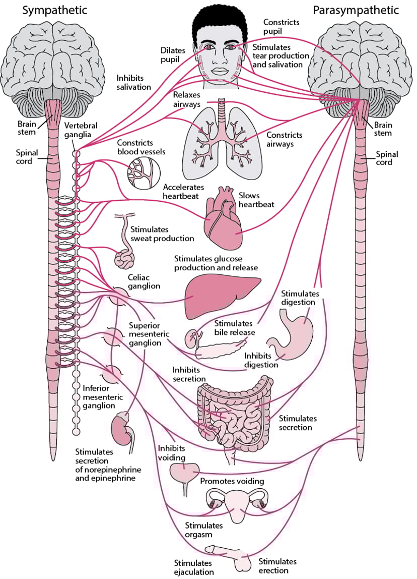 Overview of the Autonomic Nervous System - Brain, Spinal Cord, and ...
