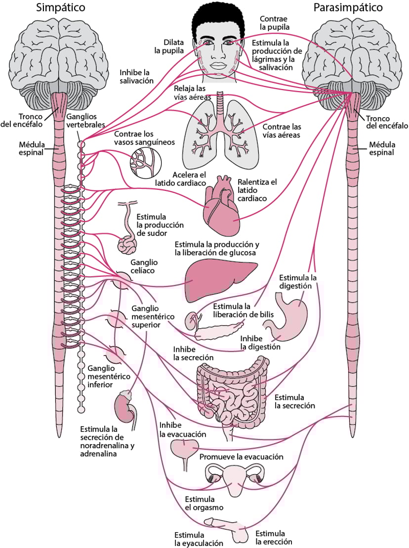 Image:Sistema nervioso autónomo-Manual MSD versión para público general