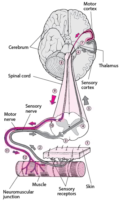 Overview of the Peripheral Nervous System - Brain, Spinal Cord, and ...