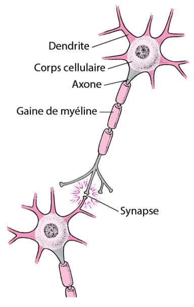 Image:Structure d’une cellule nerveuse-Manuels MSD pour le grand public