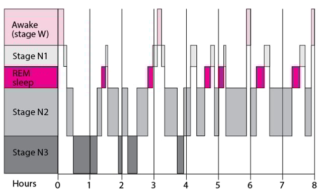 Image:Stages of the Sleep Cycle-MSD Manual Consumer Version