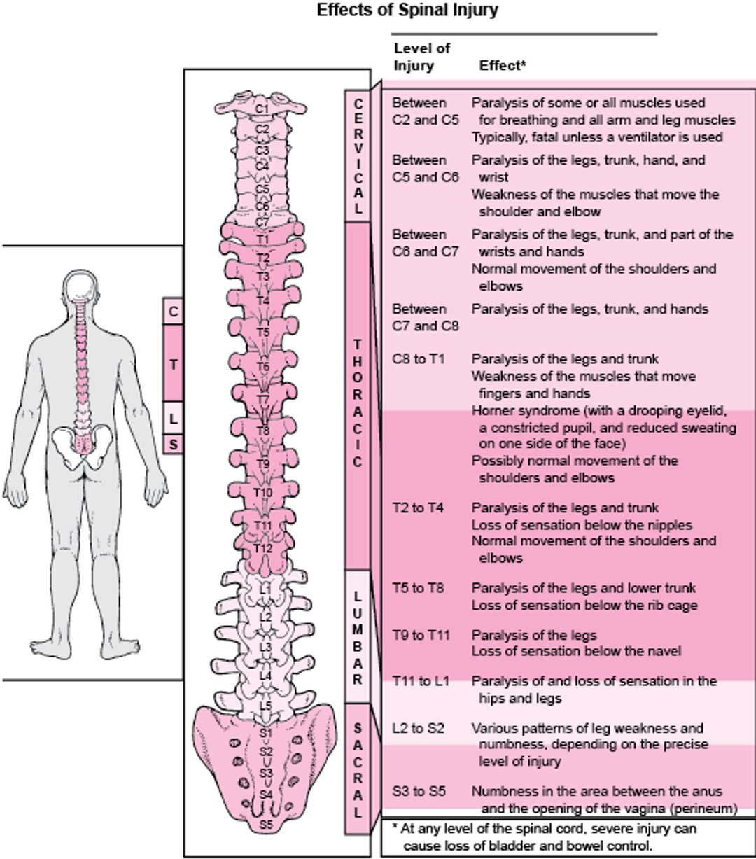 Overview Of Spinal Cord Disorders Brain Spinal Cord And Nerve Disorders Msd Manual