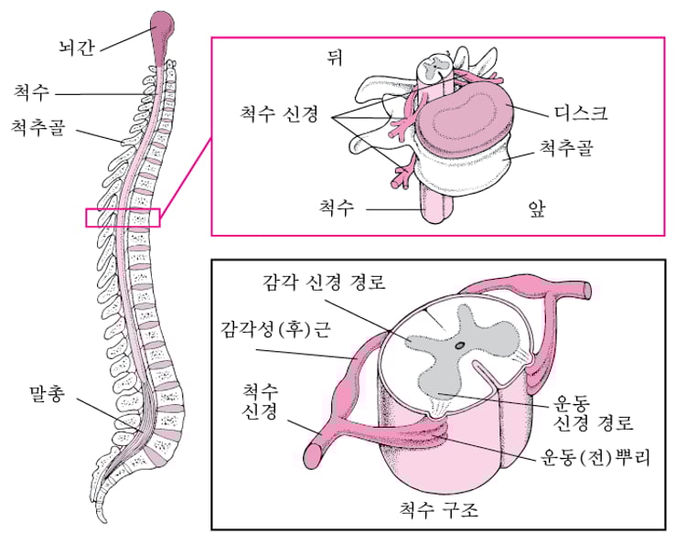 경추 협착 뼈 관절 근육 장애 Msd 매뉴얼 일반인용