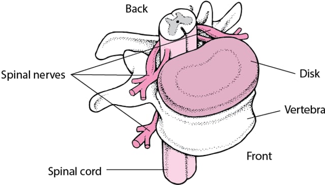 Image:To and From and Up and Down the Spinal Cord-Merck Manual Consumer ...