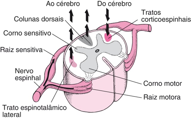 Considerações gerais sobre doenças da medula espinhal - Distúrbios ...