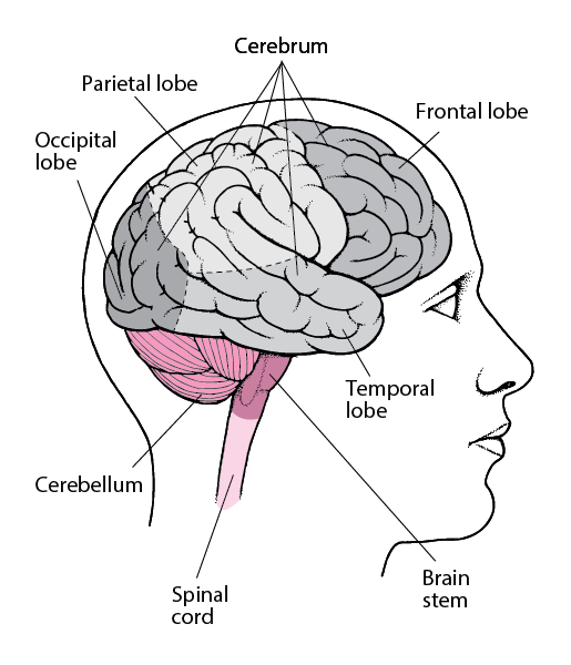 Stupor and Coma - Brain, Spinal Cord, and Nerve Disorders - MSD Manual ...
