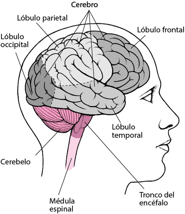 Estupor y coma - Enfermedades cerebrales, medulares y nerviosas ...
