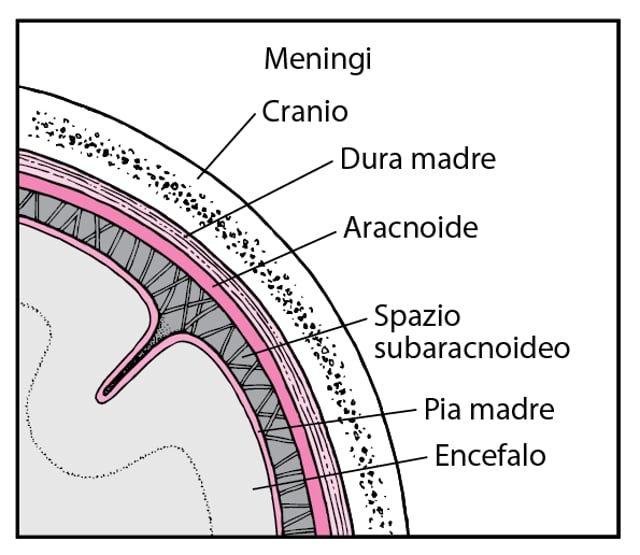 I fatti in Breve:Il cervello - Manuale MSD, versione per i pazienti