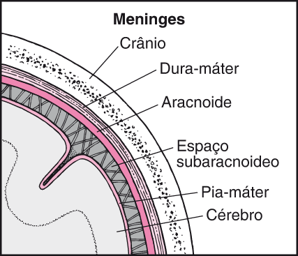 Meningite viral - Distúrbios cerebrais, da medula espinal e dos nervos ...
