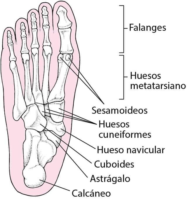 Image:Huesos del pie-Manual MSD versión para público general