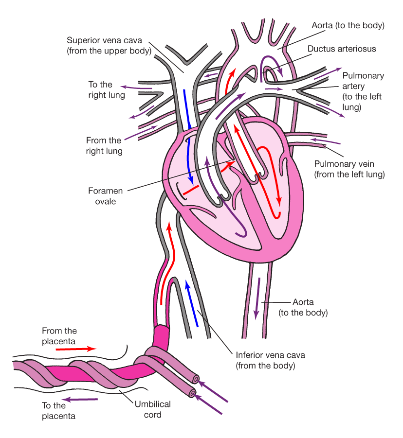 Image:Sirkulasi Normal pada Janin-Manual MSD Versi Konsumen