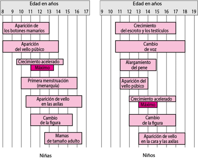 Pubertad precoz - Salud infantil - Manual MSD versión para público general