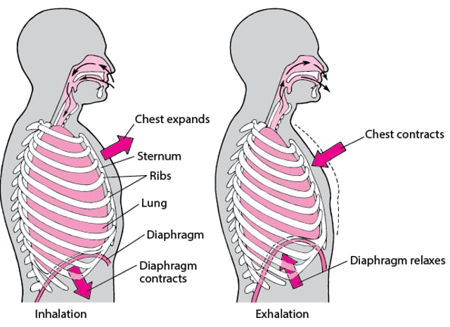 Quick Facts:Overview of the Lungs - MSD Manual Consumer Version