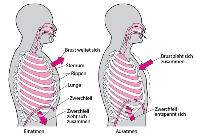 Steuerung der Atmung - Steuerung der Atmung - MSD Manual Ausgabe für ...