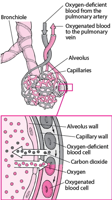 Exchanging Oxygen and Carbon Dioxide - Exchanging Oxygen and Carbon ...