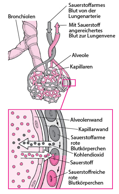 Austausch von Sauerstoff und Kohlendioxid - Lungen- und ...