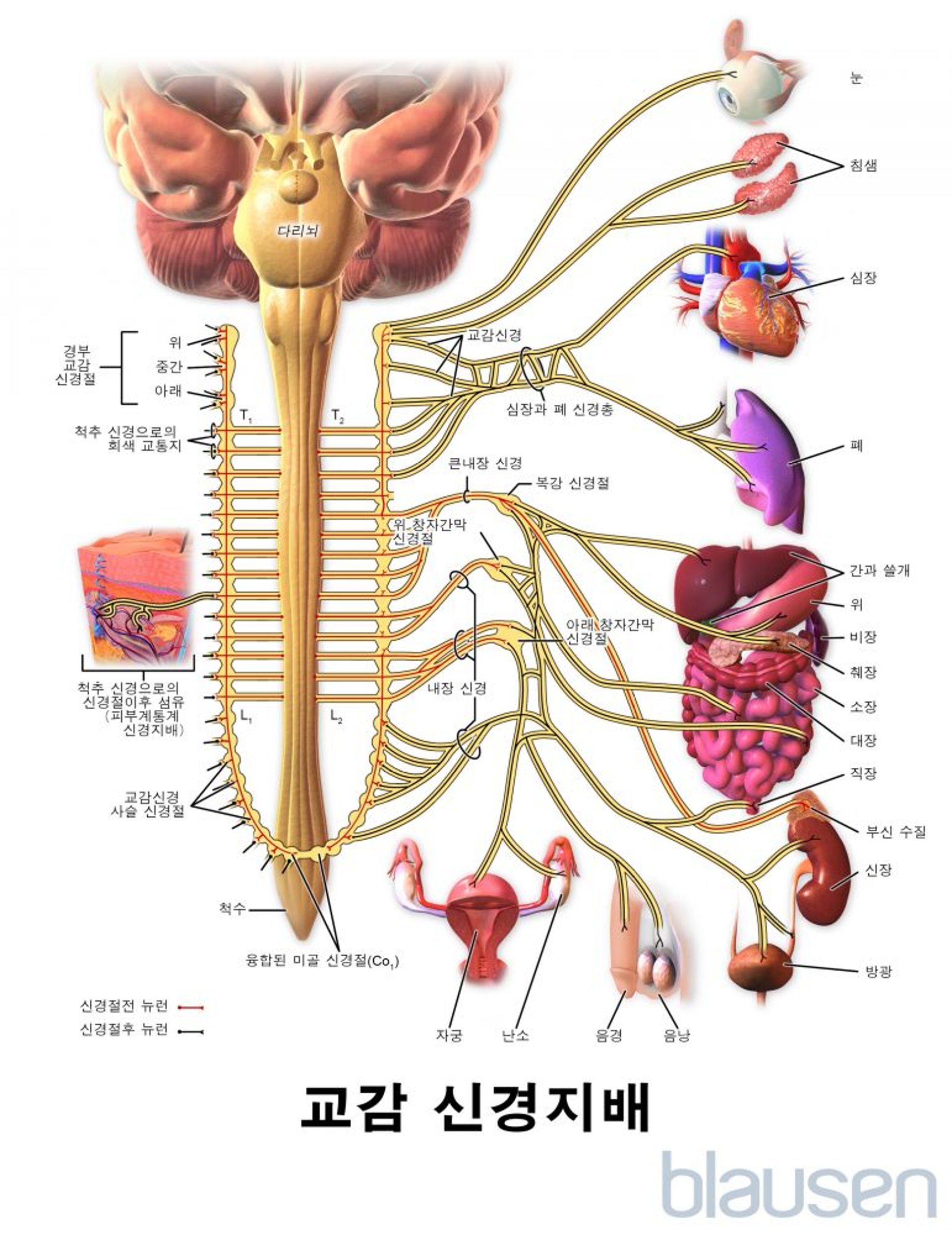 자율 신경계 개요 자율 신경계 개요 Msd 매뉴얼 일반인용