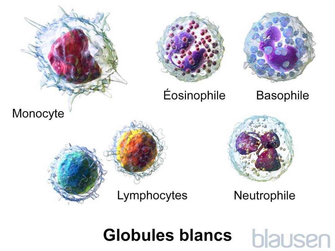 Présentation des maladies des globules blancs - Troubles du sang ...