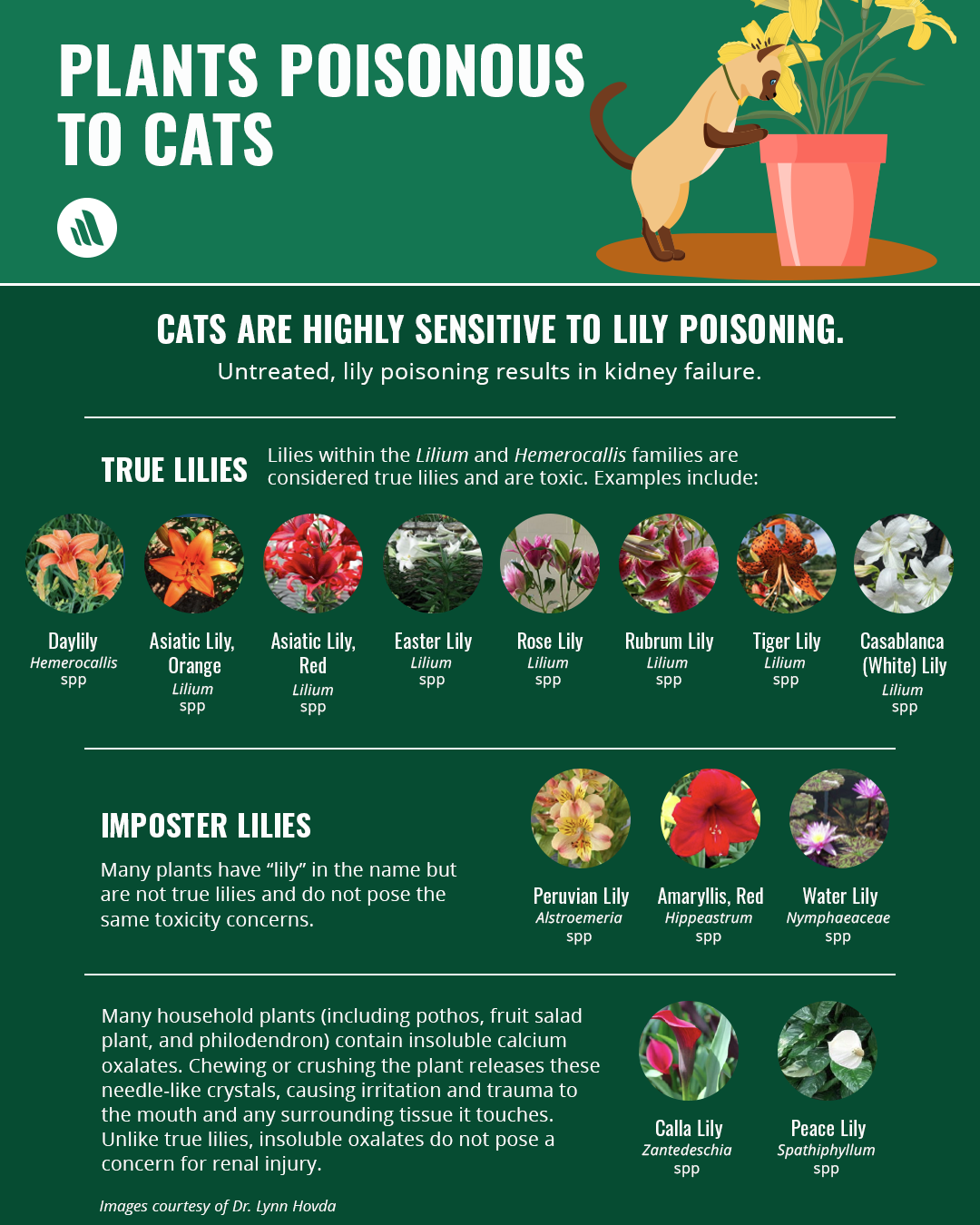 Infographics: Household Pet Hazards Lily Poisoning-MSD Veterinary Manual