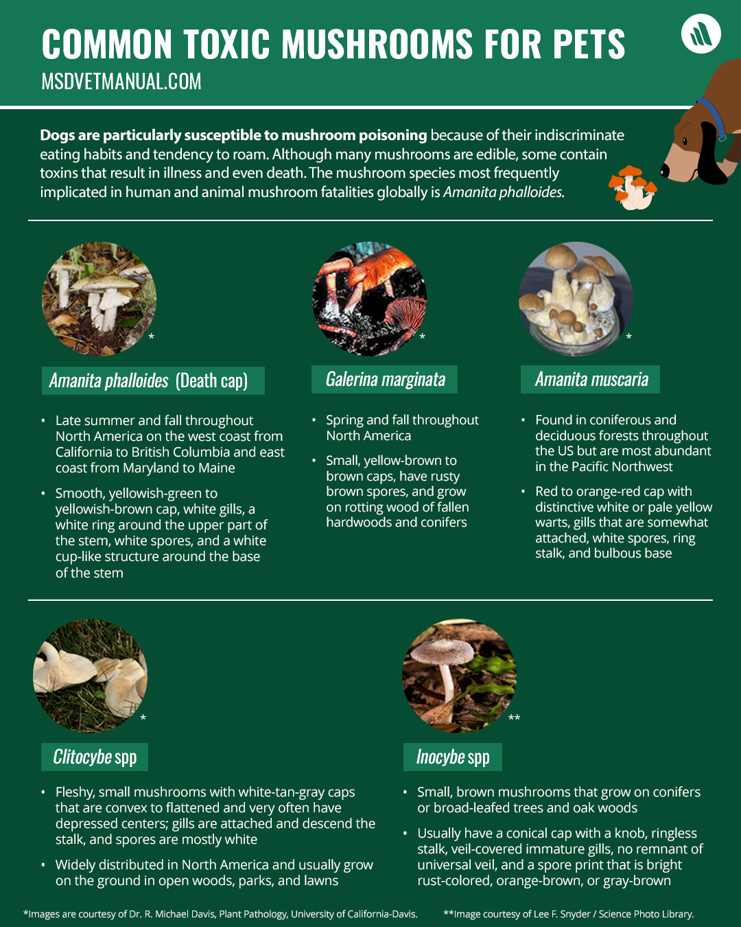 Infographics: Toxic Mushrooms-MSD Veterinary Manual