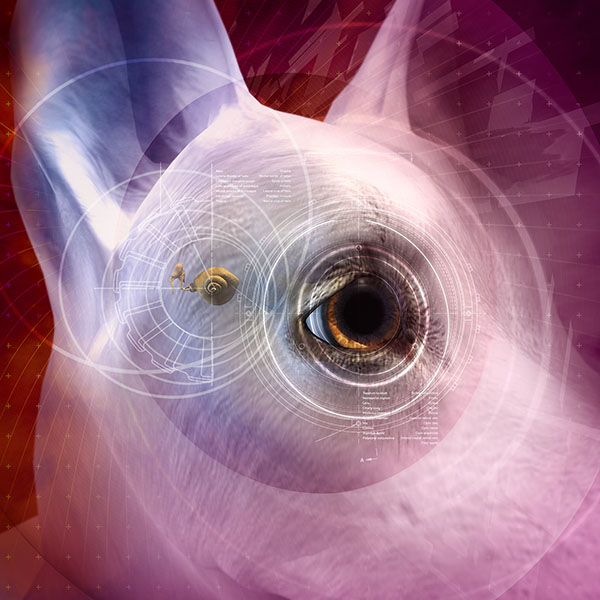 Videos - MSD Veterinary Manual