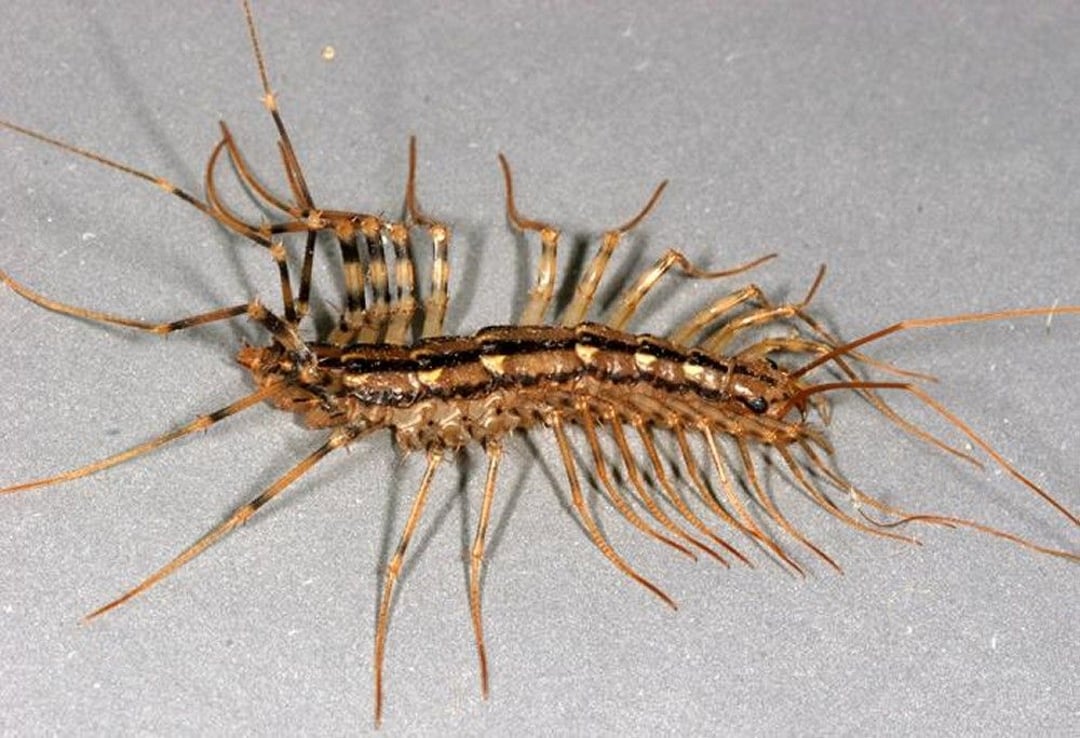 Centipede and Millipede Bites - Injuries; Poisoning - Merck Manual ...