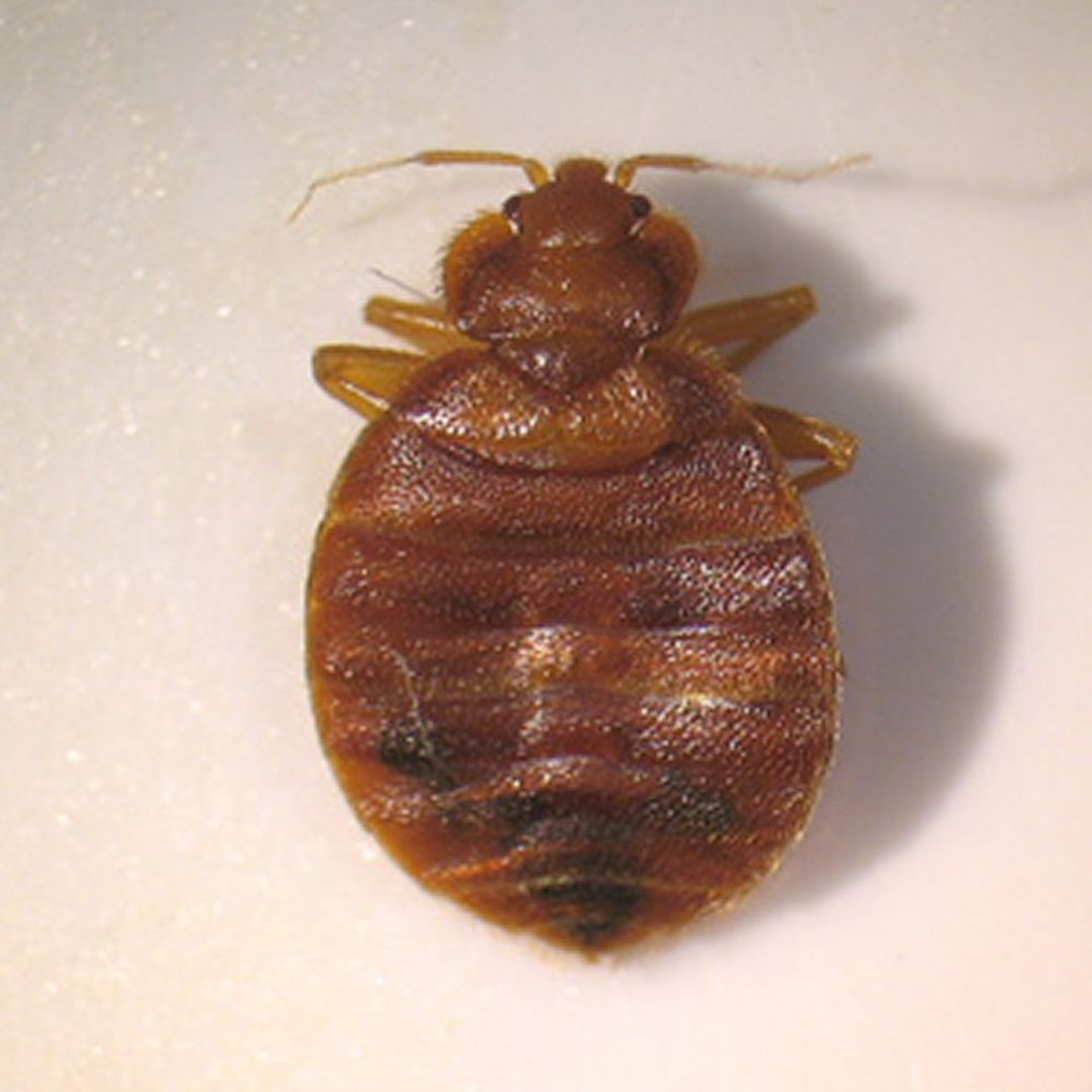 Bedbugs - Dermatologic Disorders - Merck Manual Professional Edition