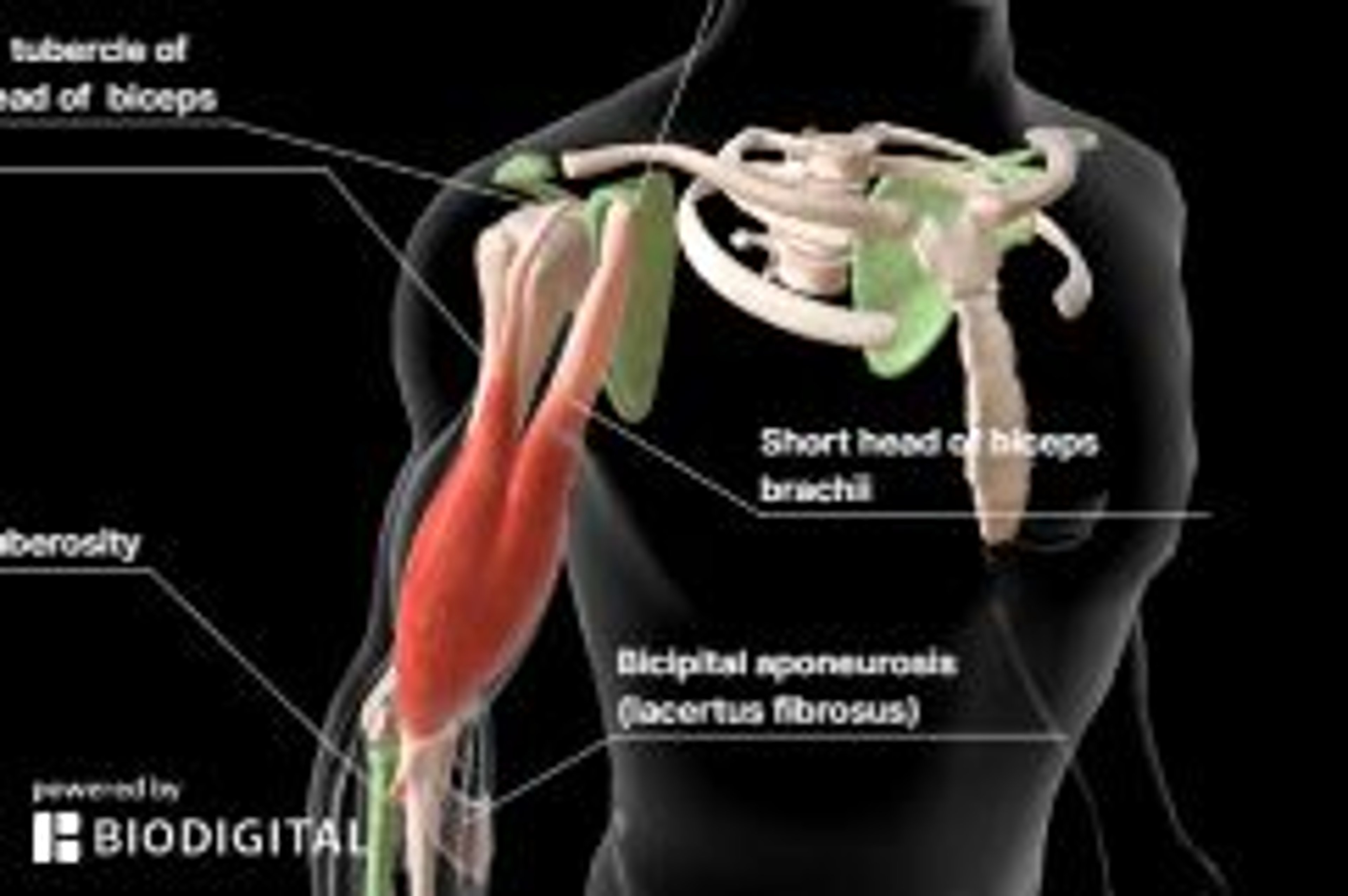 3D Model: Biceps Brachii-MSD Manual Professional Edition