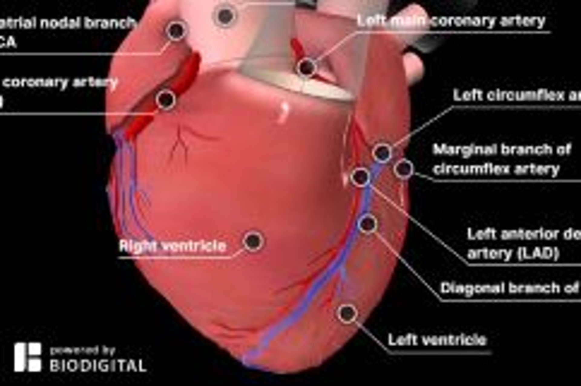 3D Model: Coronary Arteries-Merck Manual Professional Edition