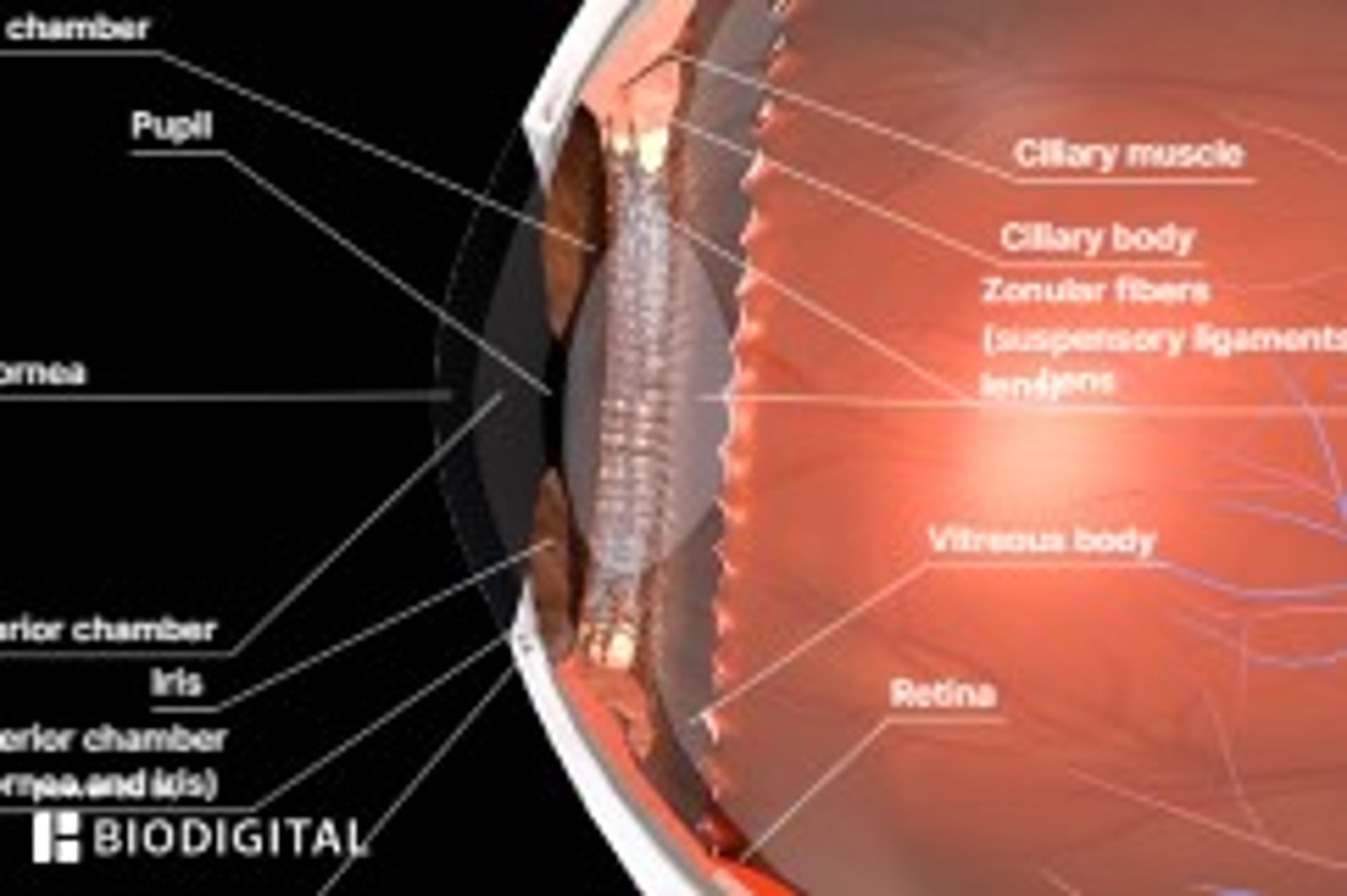 3D Model: Ojo: cámaras anterior y posterior-Manual MSD versión para ...
