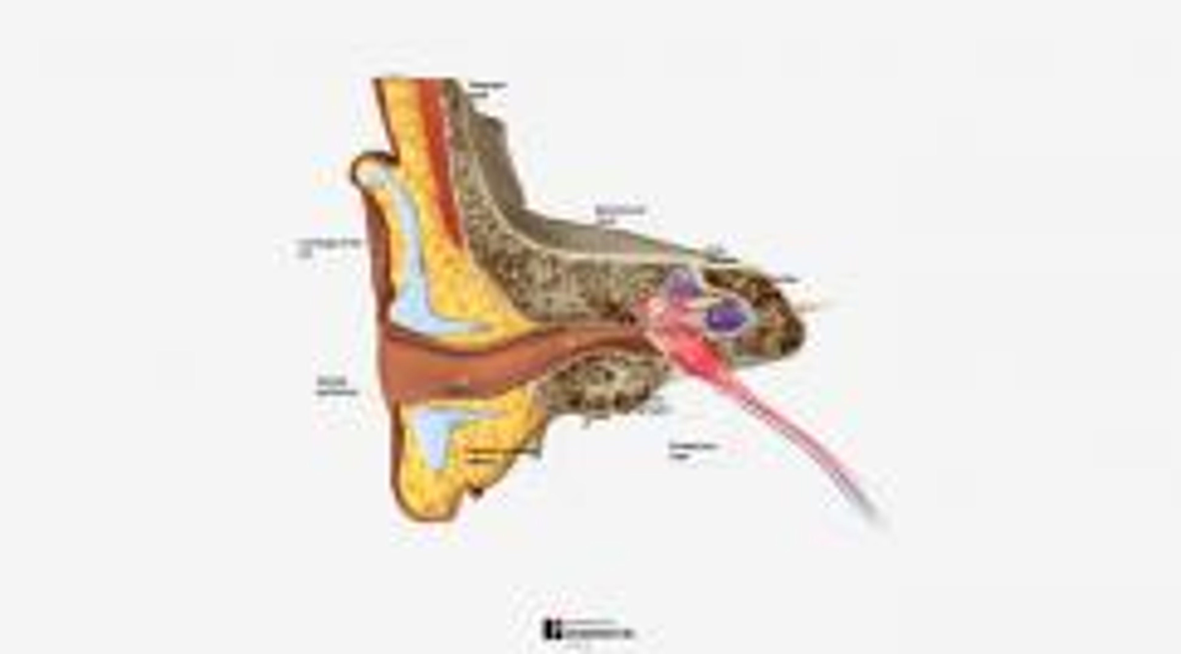 3D Model: Oído: corte transversal coronal-Manual Merck versión para ...