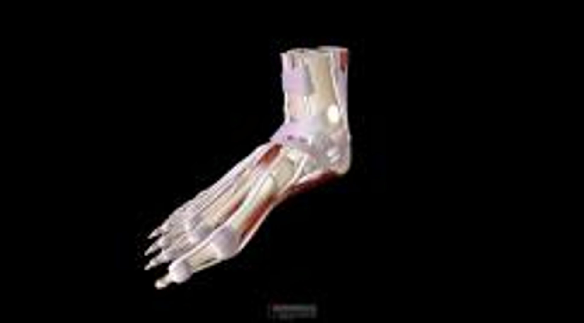 3D Model: The Foot-Merck Manual Professional Edition