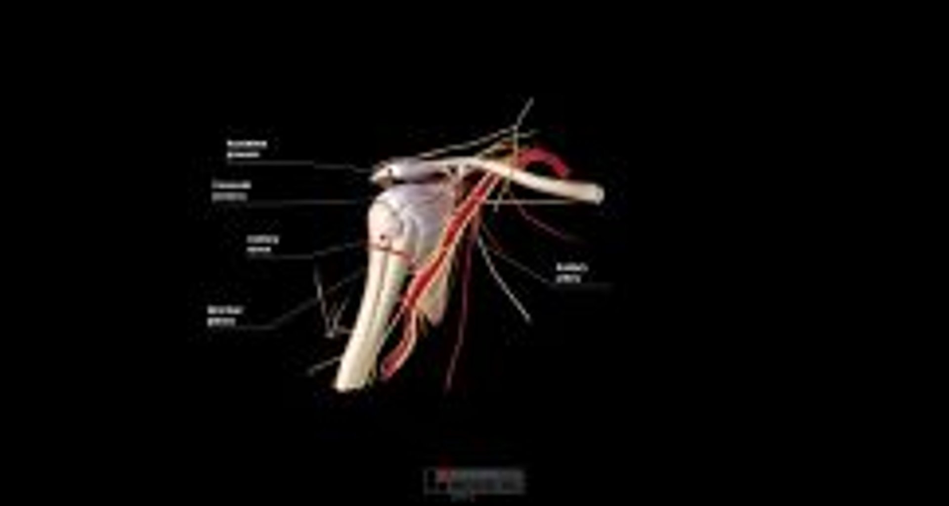 3D Model: Nerves, Arteries, and Ligaments of the Shoulder-MSD Manual ...