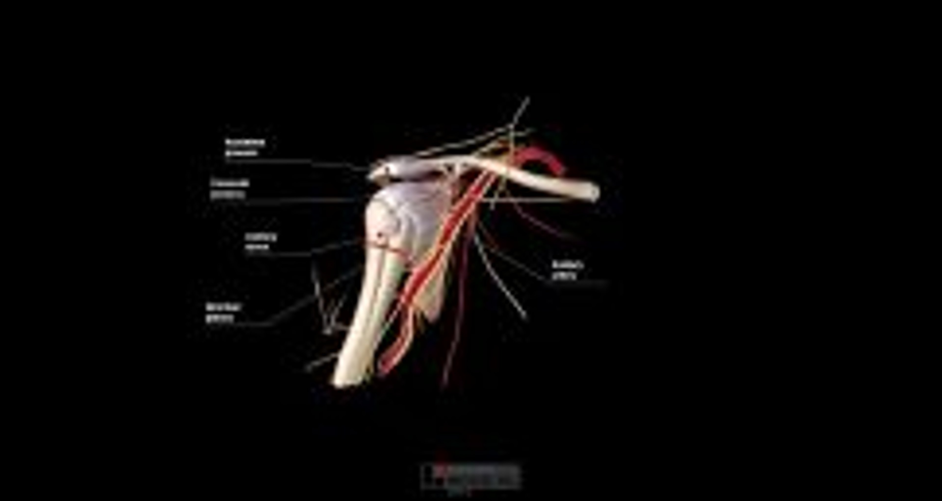 3D Model: Nervios, arterias y ligamentos del hombro-Manual MSD versión ...