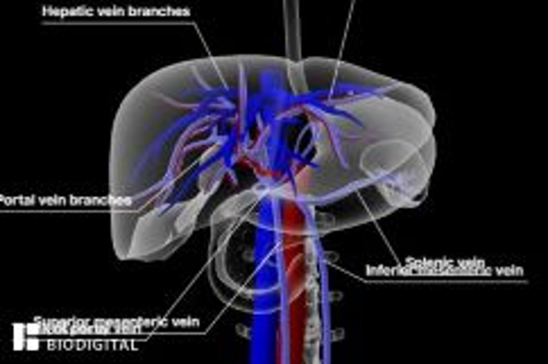 3D Model: Portal Circulation-Merck Manual Professional Edition