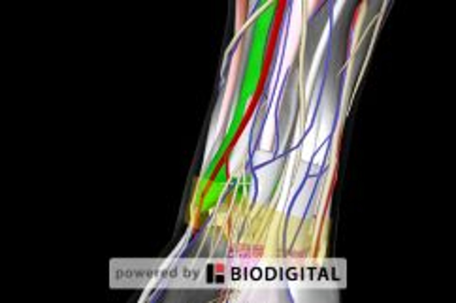 3D Model: Right Radial Artery-Merck Manual Professional Edition