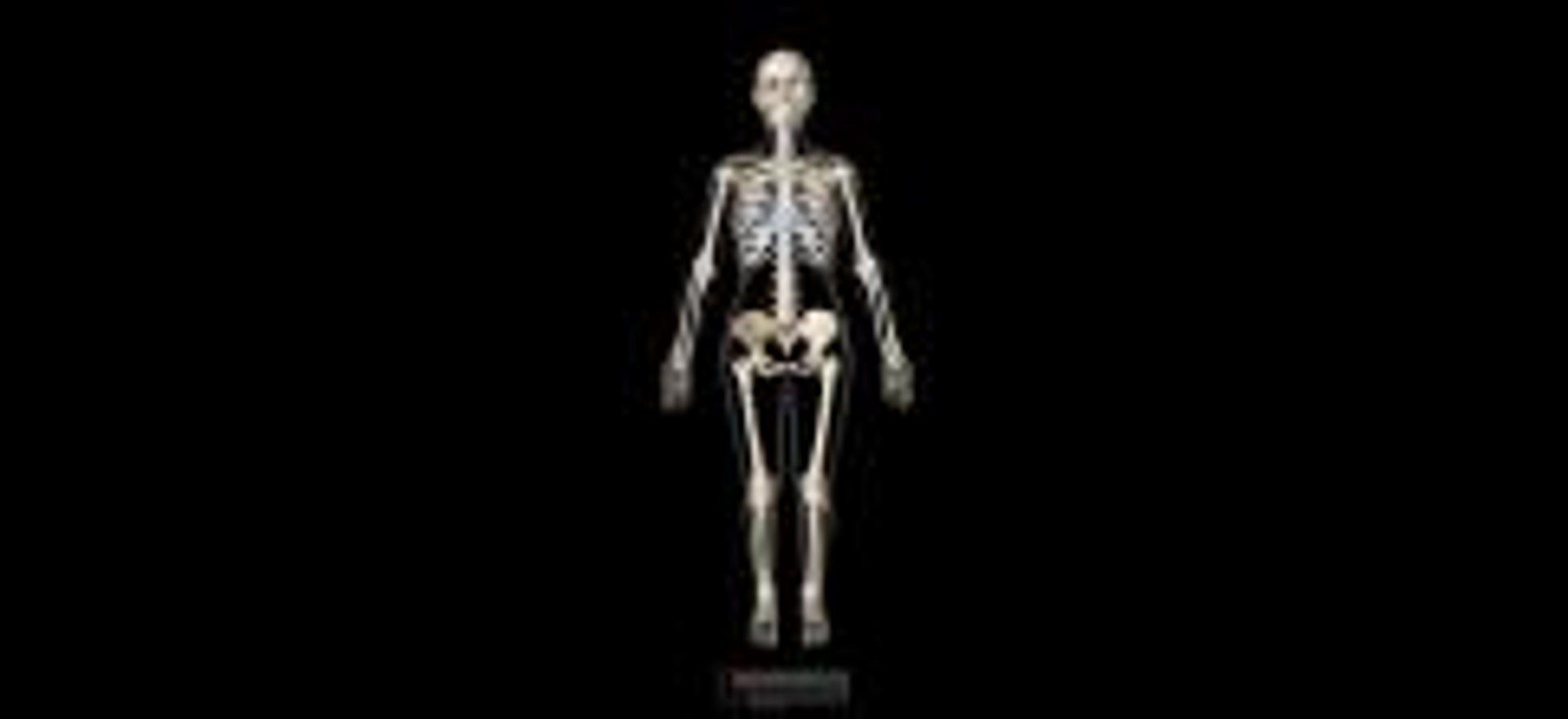 3D Model: Skeletal System-Merck Manual Professional Edition