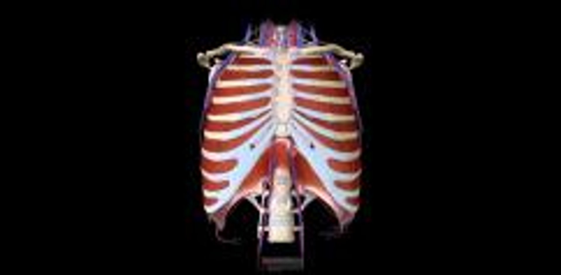 3D Model: Thorax-Merck Manual Professional Edition