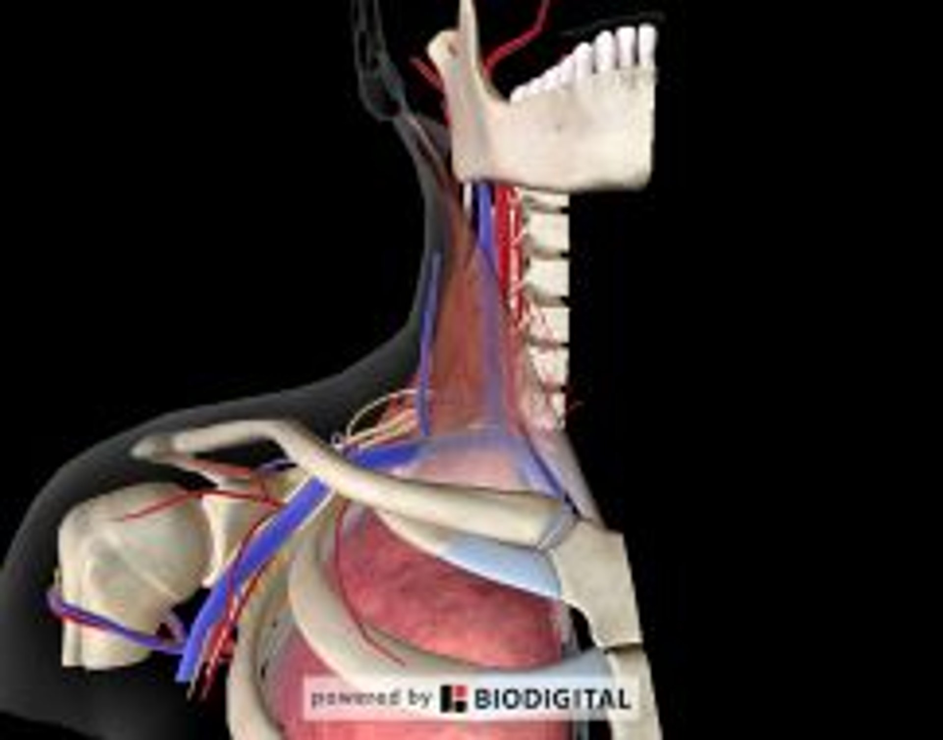 3D Model: Vascular Anatomy of the Right Neck Area-Merck Manual ...