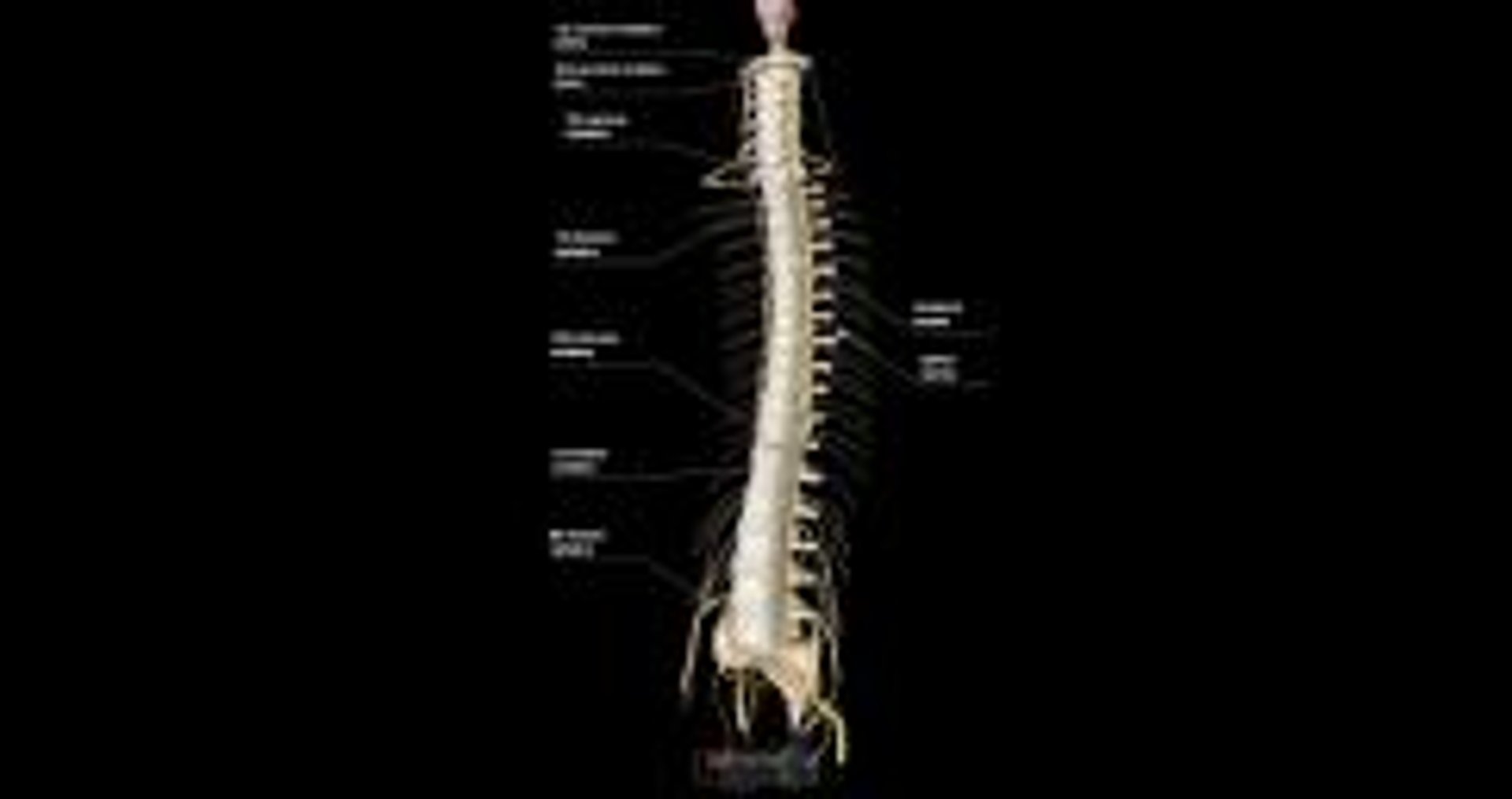 3D Model: Vertebral Column and Spinal Cord-MSD Manual Professional Edition